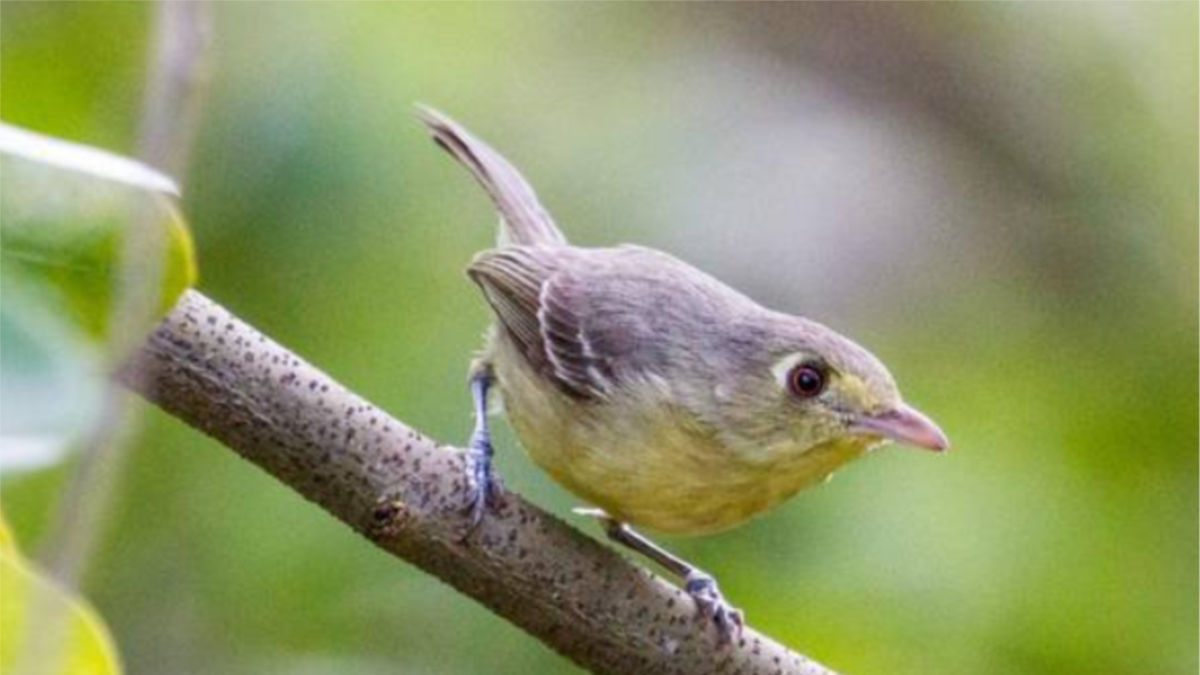 Rara avecilla cubana causa sensación en la Florida