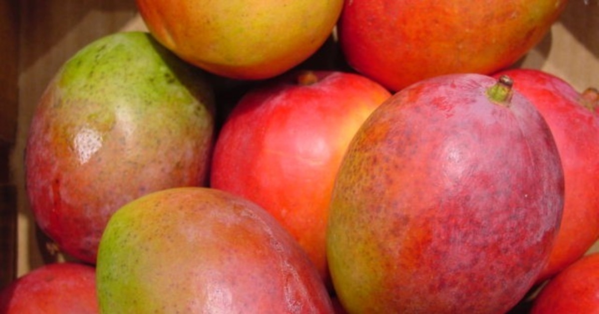 Mangos cubanos hacia Europa: ¿Y cómo anda el mercado interno?