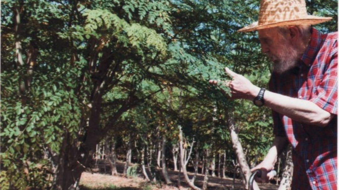 Moringa Fidel Castro Fotos) Centro De Desarrollo De Moringa Comandante