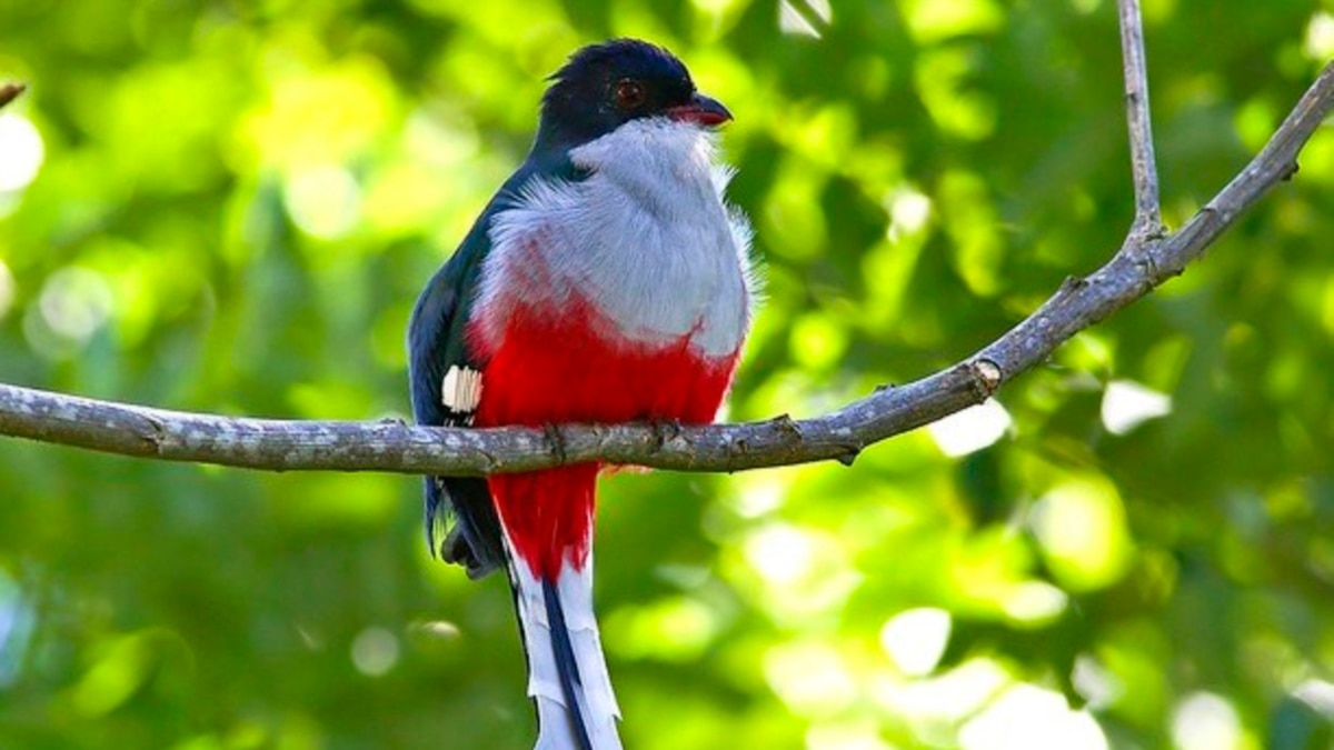 La sabiduría del tocororo