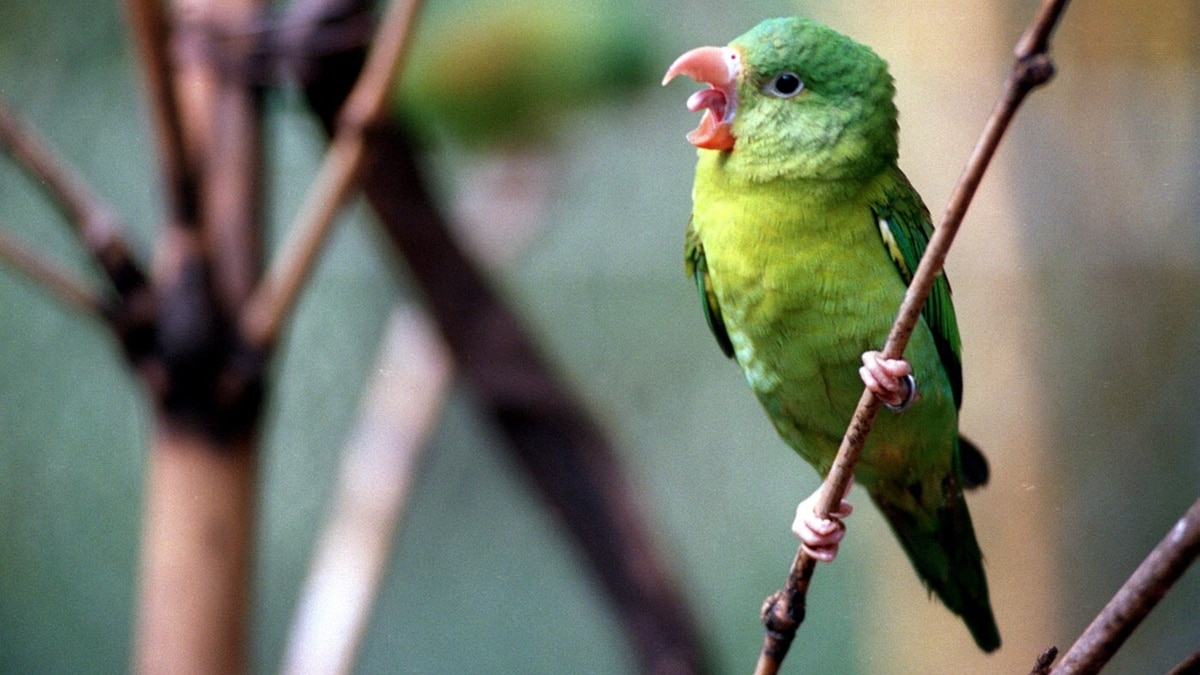 Cuba en la venta internacional de pericos